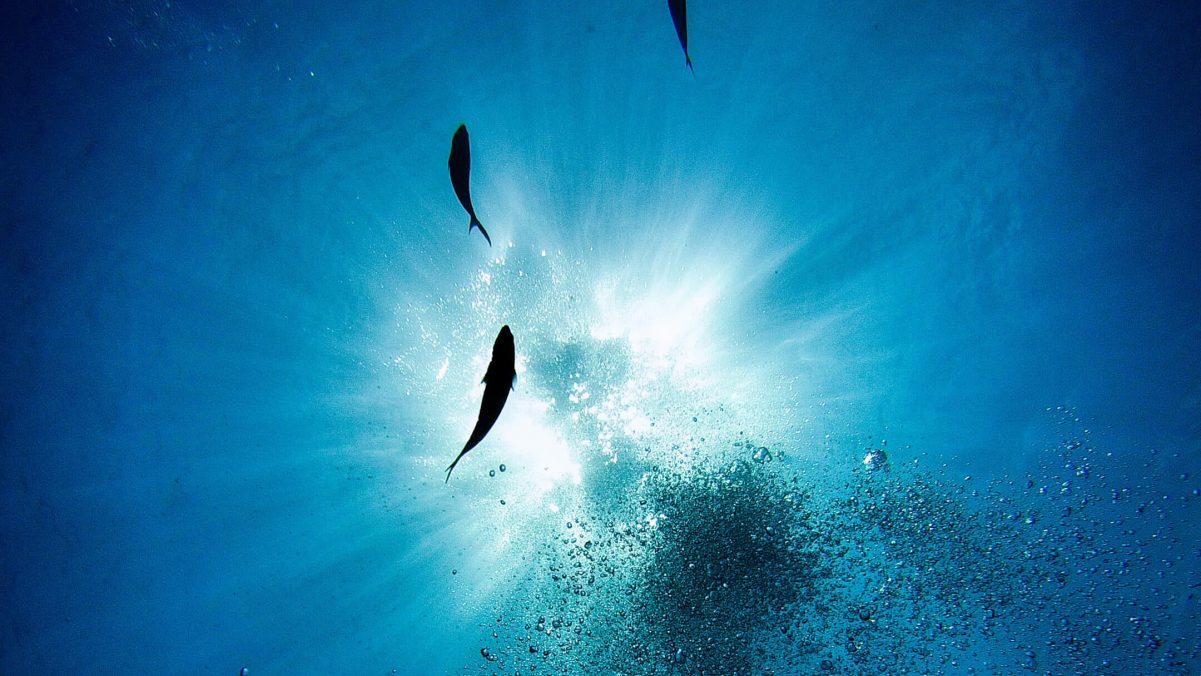 One Fish, Two Fish, Drunk Fish, Stoned Fish | Urban Affairs