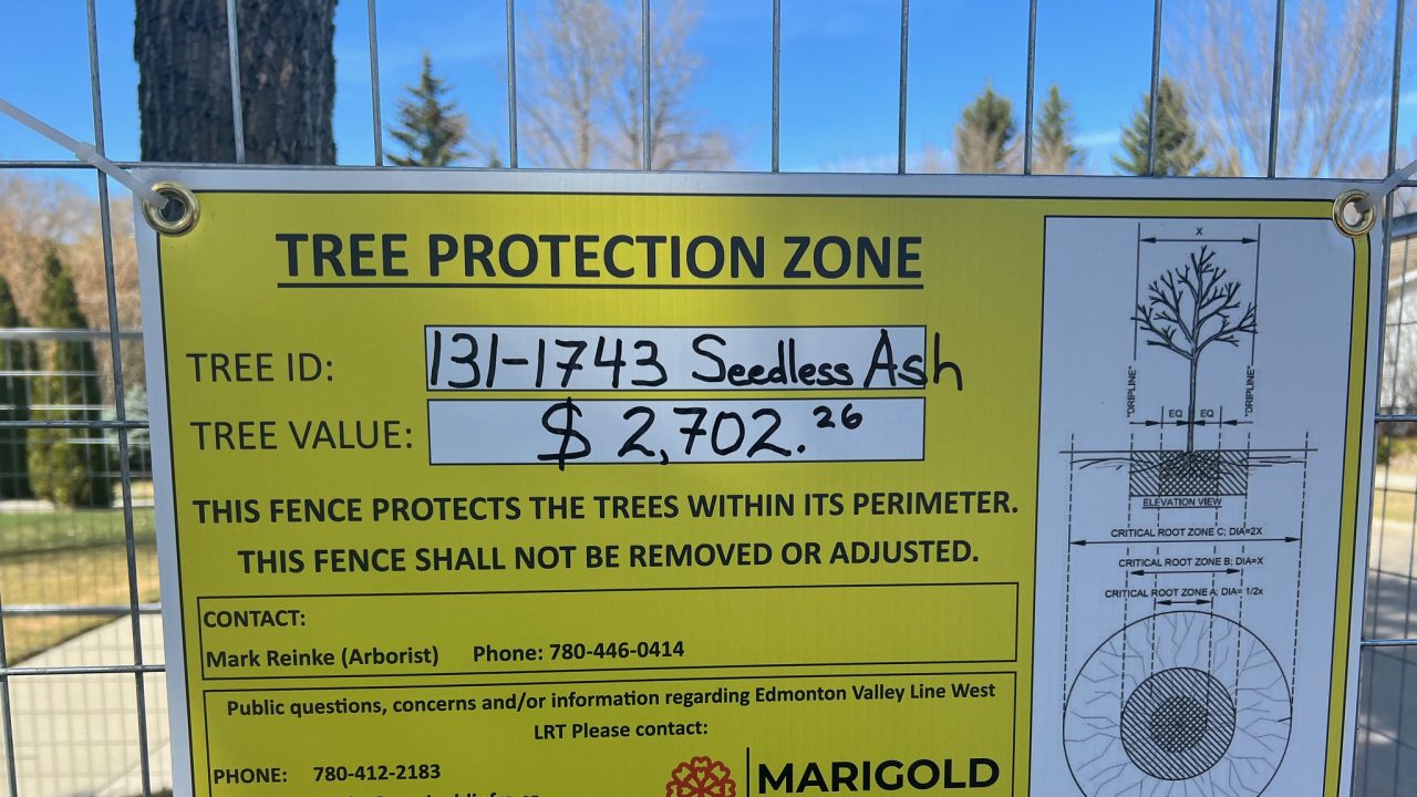 Here’s Why the City is Placing Pricetags on Trees | Urban Affairs